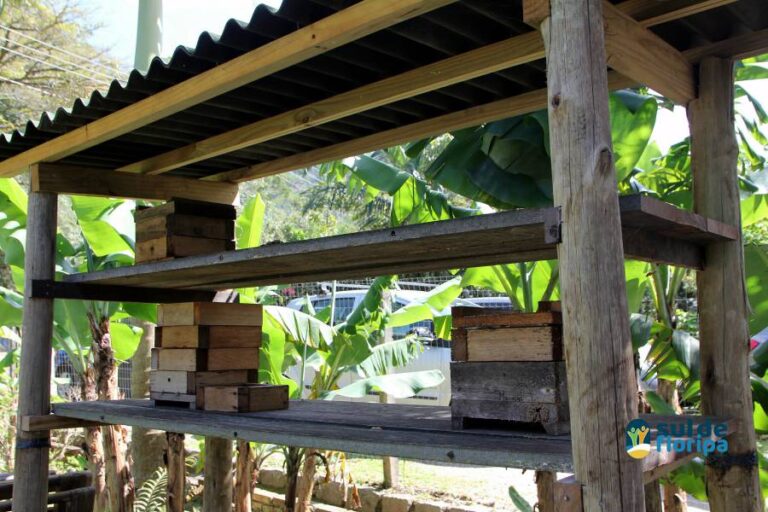 Vivências lúdicas com abelhas sem ferrão no Pântano do Sul • Sul de Floripa