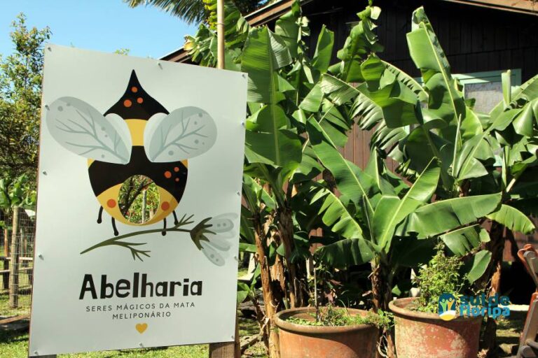 Vivências lúdicas com abelhas sem ferrão no Pântano do Sul • Sul de Floripa